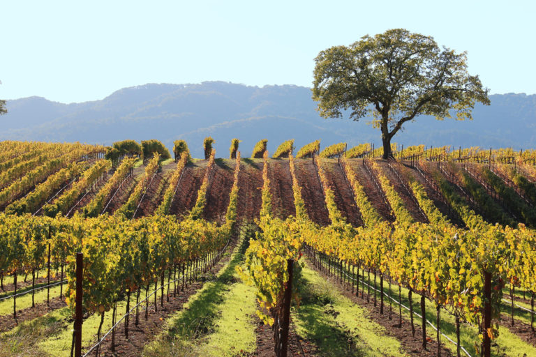 Spotlight:Six Sonoma Wineries Owned & Operated by Women | MacArthur ...